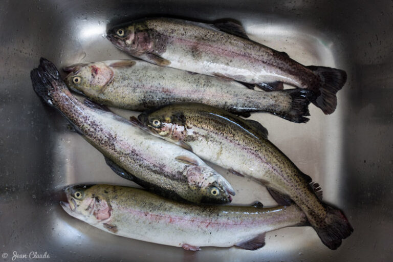 Guide Ultime: Pêche de la Truite en Étang
