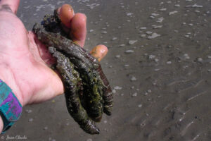 Les arénicoles - récolte, conservation et appât