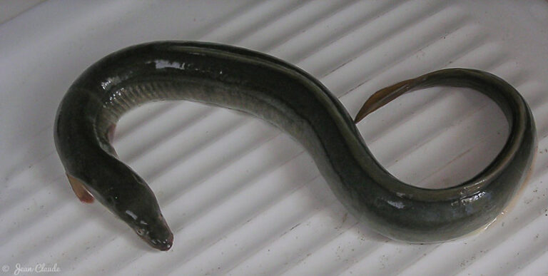 🟣 L’anguille européenne (Anguilla anguilla) : mystérieuse migratrice en ...