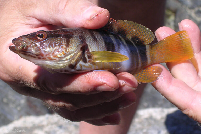 Poissons de roche de Méditerranée à pêcher du rivage