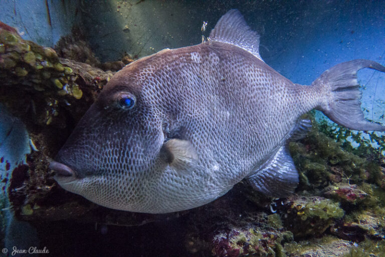 Le Baliste - Poisson de mer