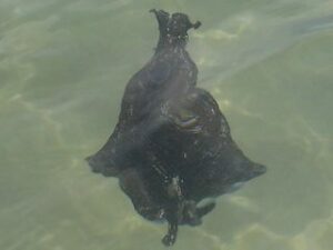 L'aplysie, lièvre de mer et pisse-vinaigre