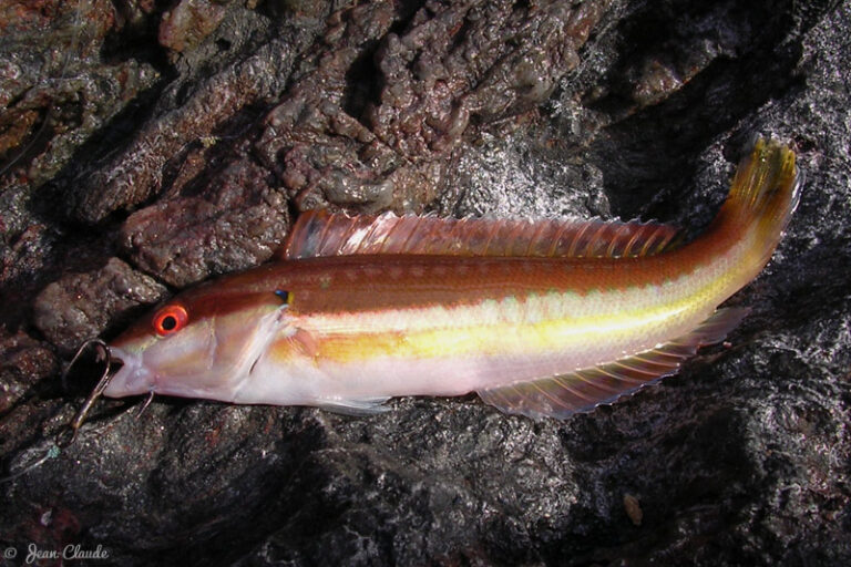 Girelle commune (Coris julis)