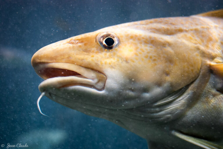 Morue ou cabillaud un même poisson - Chtipecheur