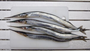 L'orphie et la pêche