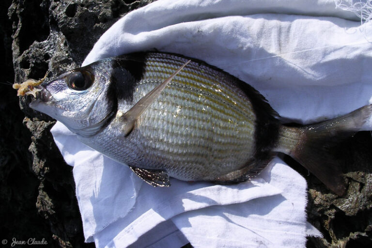 Poissons de roche de Méditerranée à pêcher du rivage