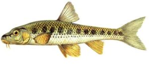 Le Goujon - Poisson d'eau douce