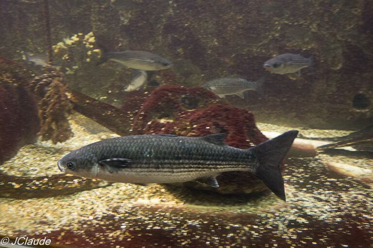 🔵 Mulet (Chelon / Liza spp. / Mugil spp.)