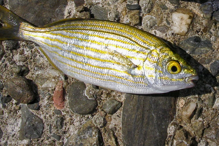 🔵 Mulet (Chelon / Liza spp. / Mugil spp.)