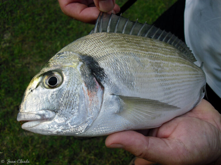 Le bar commun ou loup (Dicentrarchus labrax)