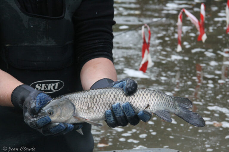 🟢 Tanche (Tinca tinca) : poisson d’étang discret et puissant