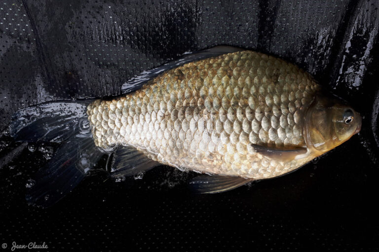 🟢 Carassin (Carassius carassius) : pêche et biologie en étang