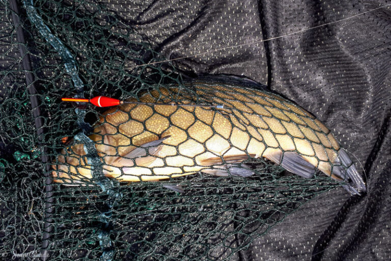 🟢 Tanche (Tinca tinca) : poisson d’étang discret et puissant