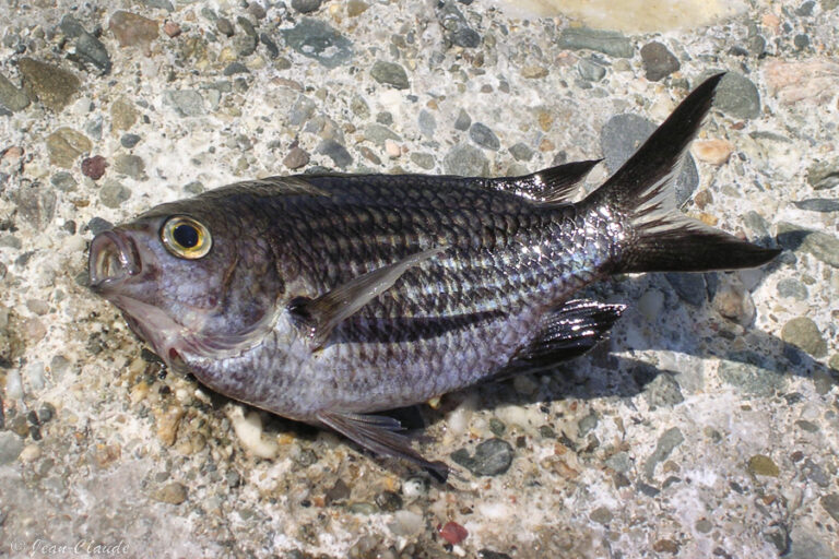 Poissons de roche de Méditerranée à pêcher du rivage