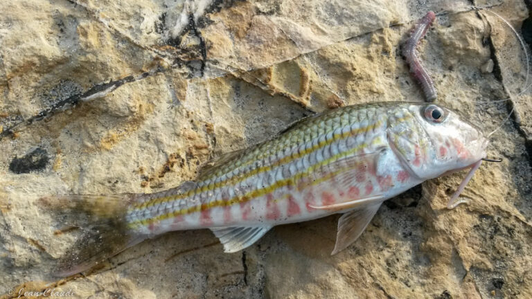 Poissons de roche de Méditerranée à pêcher du rivage
