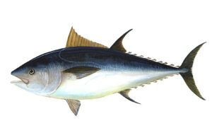 Le Thon Rouge - Poisson migrateur marin