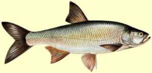 Le chabot commun (Cottus gobio) - Poisson d'eau douce