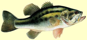 Le Black-bass (Micropterus salmoides) — L'achigan à grande bouche made ...