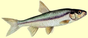 Le chabot commun (Cottus gobio) - Poisson d'eau douce