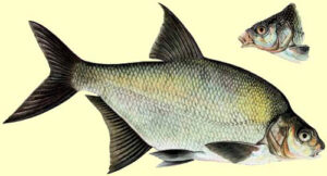 La Lotte de rivière (Lota lota)| Poisson d'eau douce