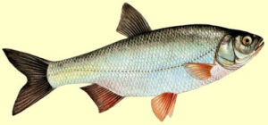 L'ide mélanote (Leuciscus idus) - Poisson de rivière