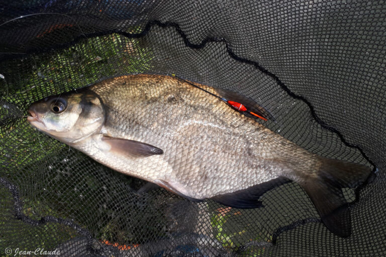 Comment pêcher la brème en étang