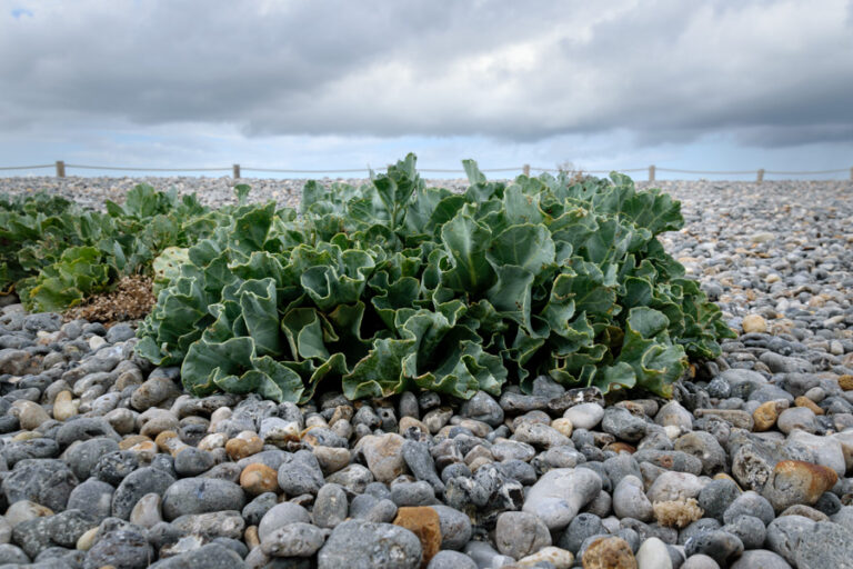 Le Chou marin | Crambe maritima