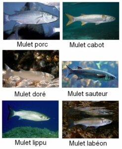 🔵 Mulet (Chelon / Liza spp. / Mugil spp.)