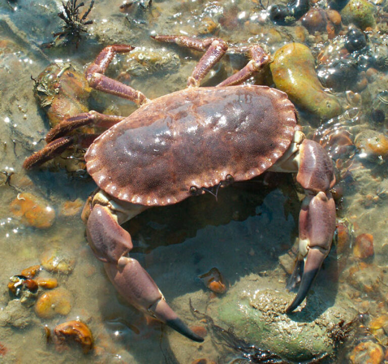 Les crustacés de nos côtes : les crabes